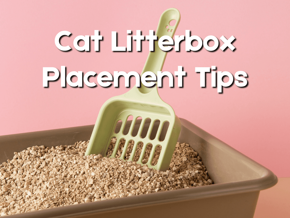 Cat Litterbox Placement Tips – Nana & Chi